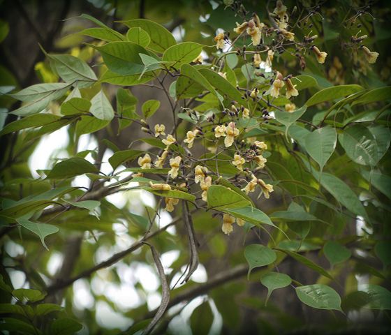 पाटला || Stereospermum suaveolens - BAMS Studies