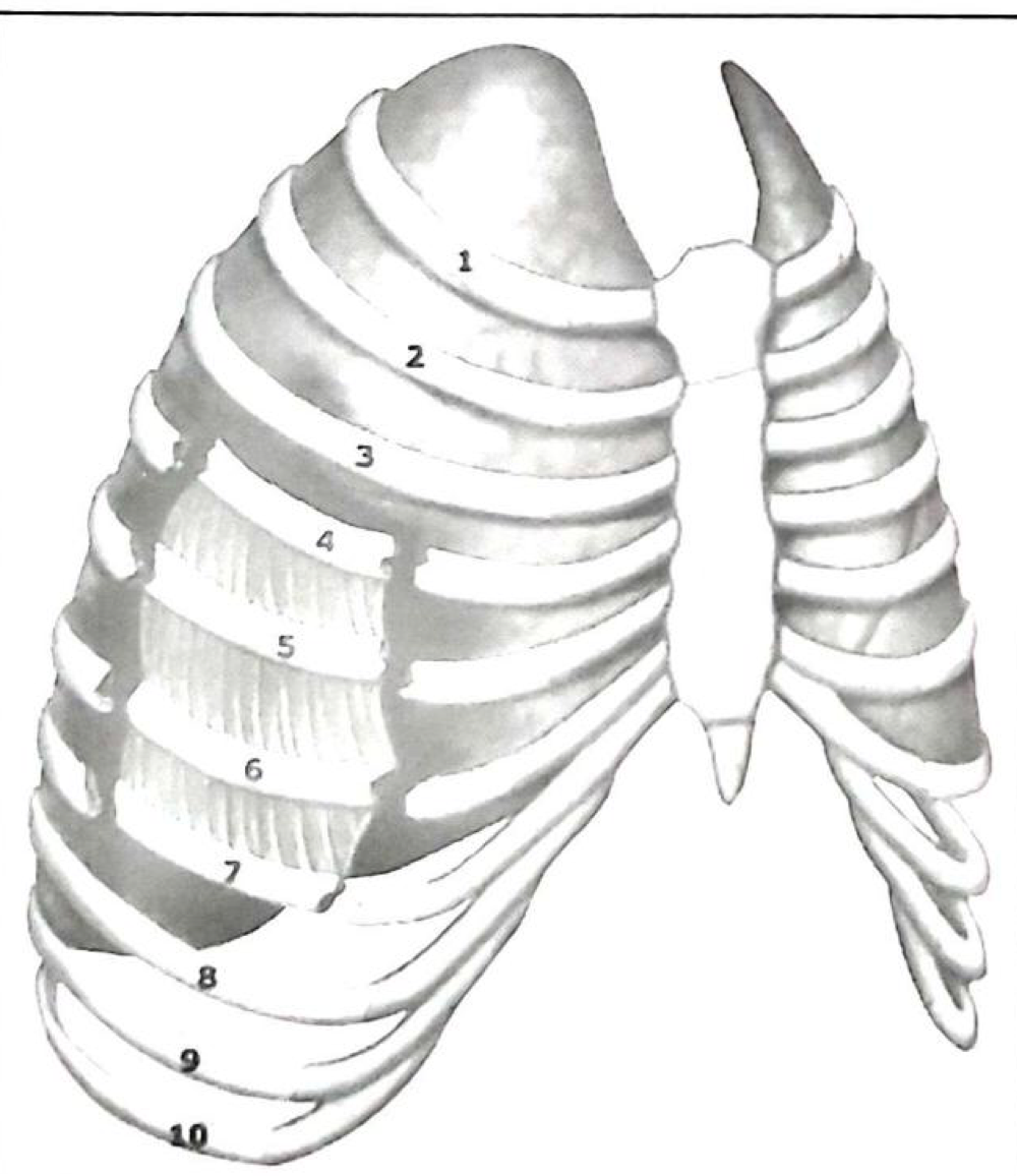 Pneumothorax - BAMS Studies